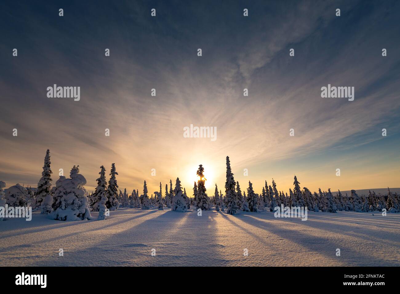 Sunset through the trees, Alaska Stock Photo - Alamy