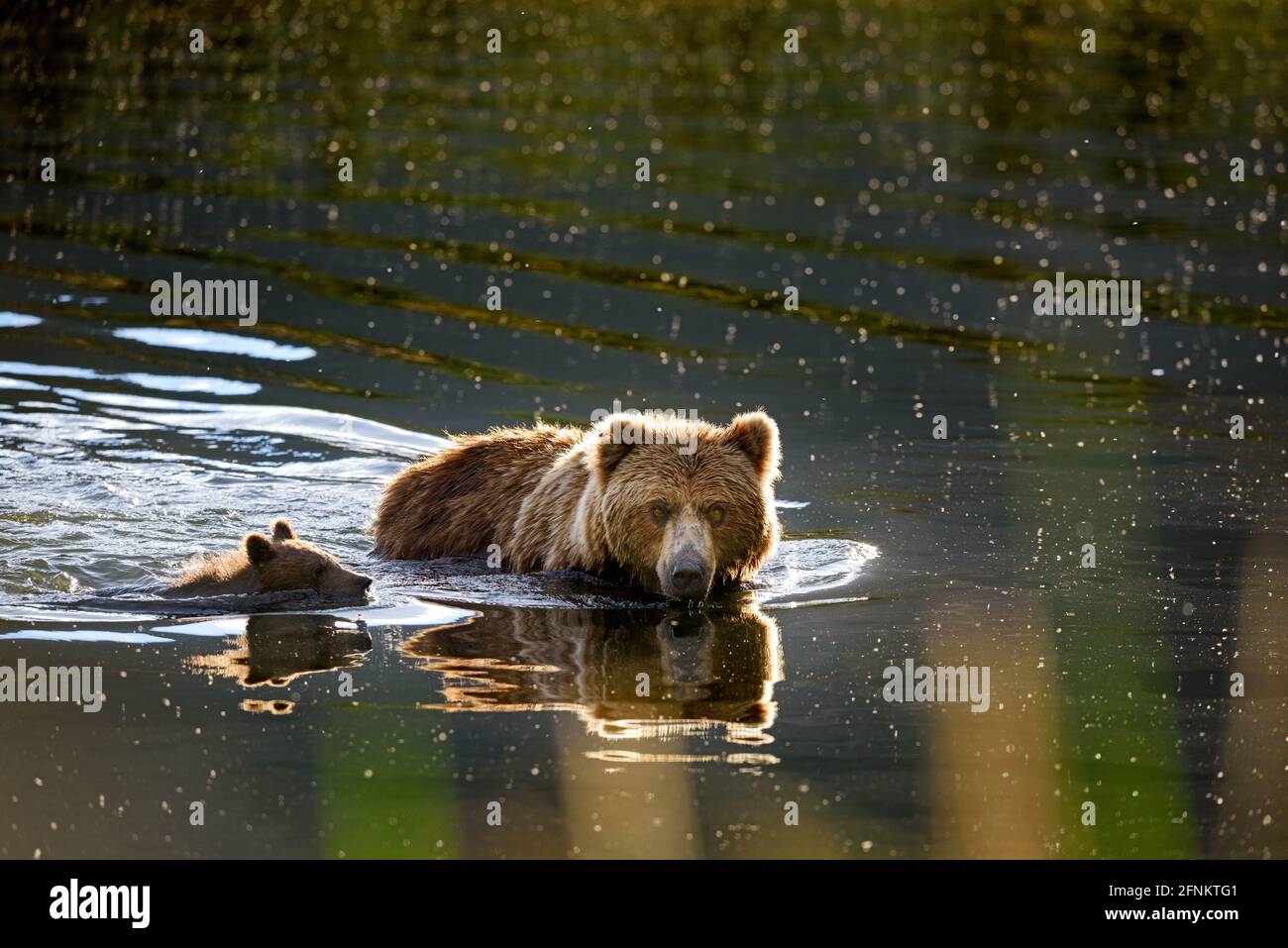 Alaska bugs hi-res stock photography and images - Alamy