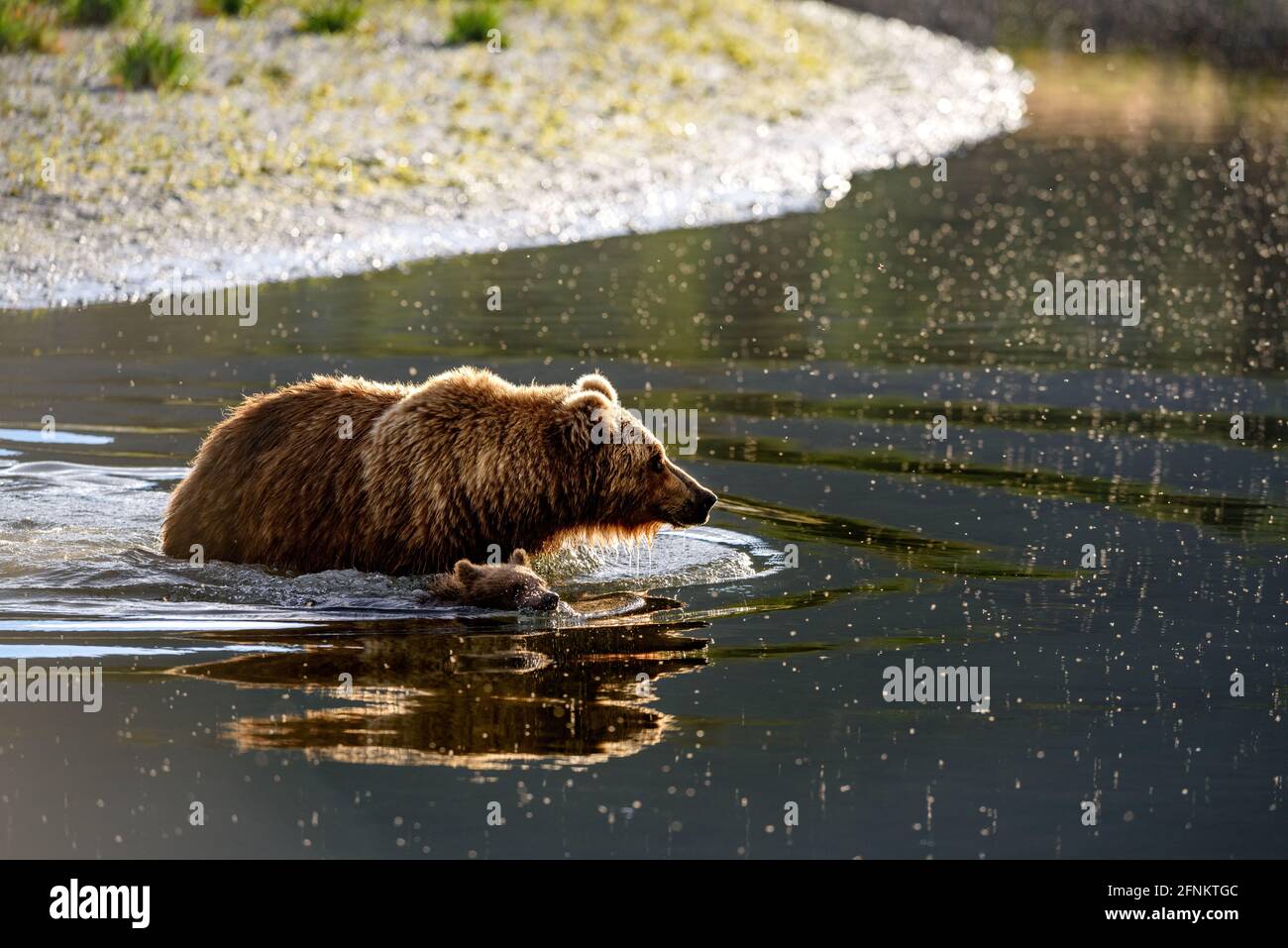 Bears cross the river, Alaska Stock Photo - Alamy