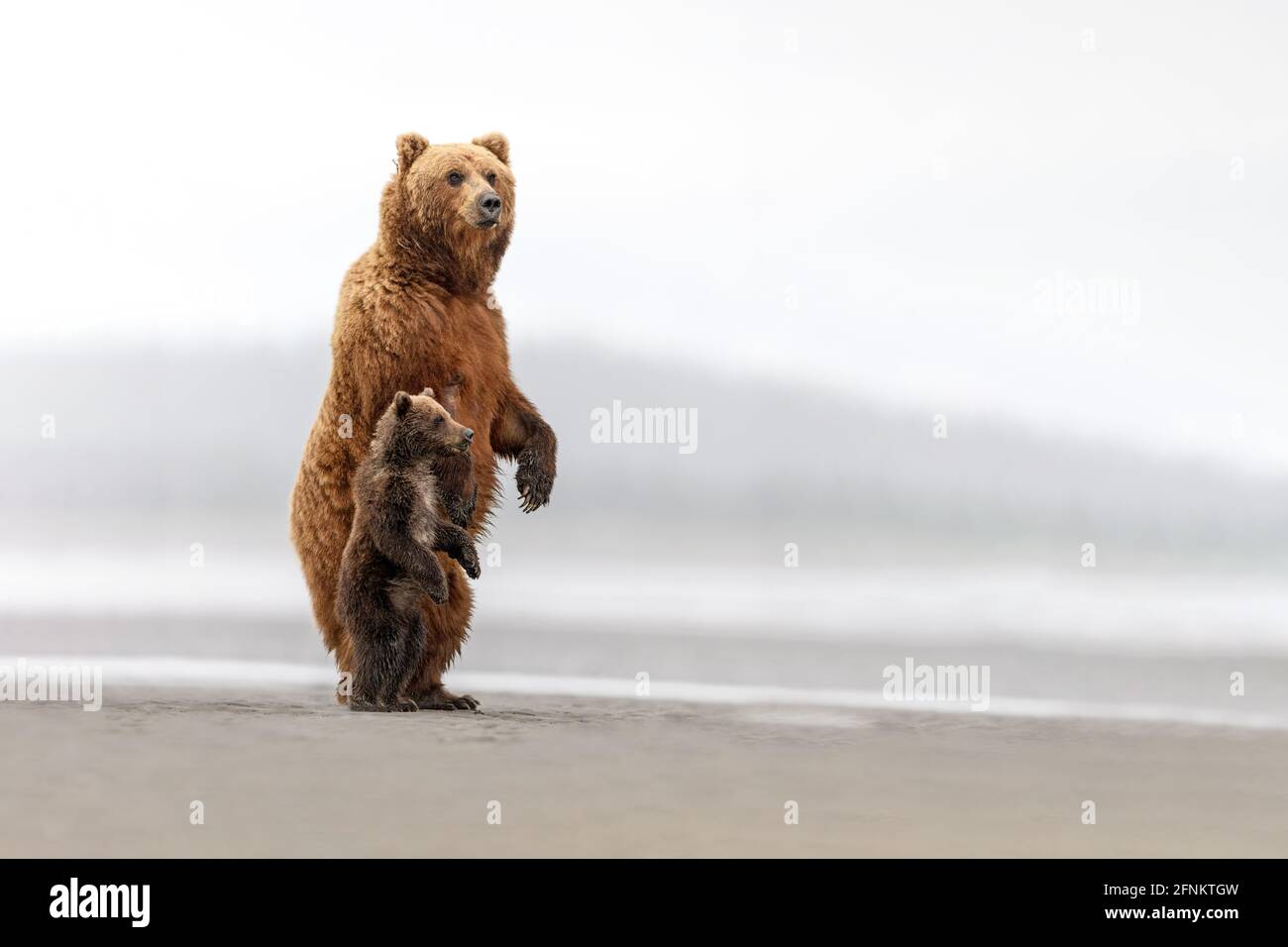 Check out stand hi-res stock photography and images - Alamy