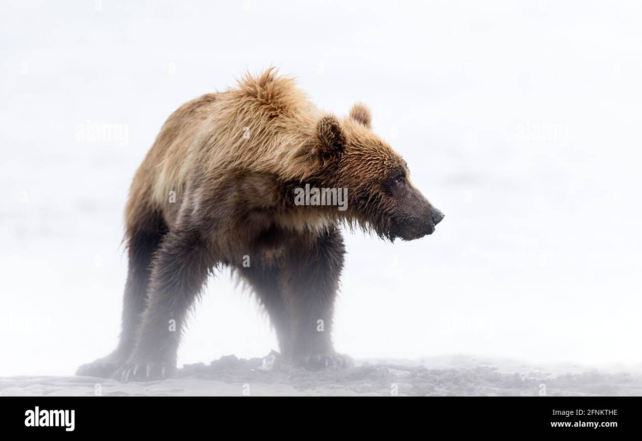 Bears in the mist hi-res stock photography and images - Alamy