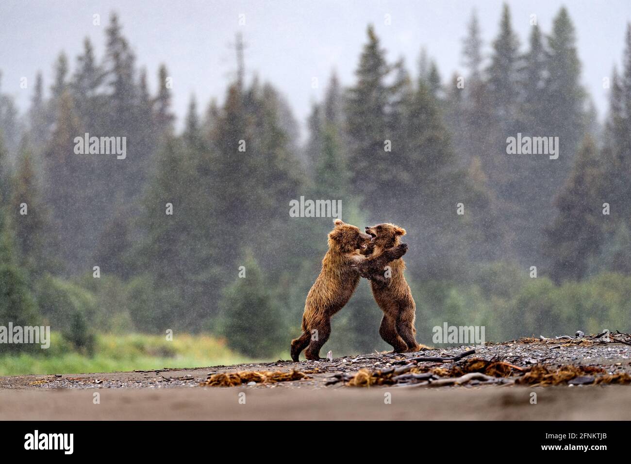 Young bears play hi-res stock photography and images - Alamy