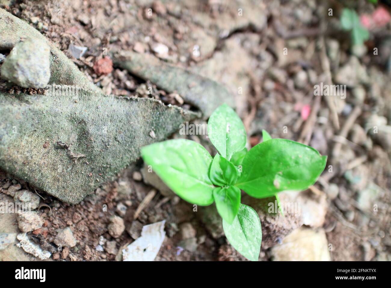 small plant shoots above the ground photo Stock Photo - Alamy