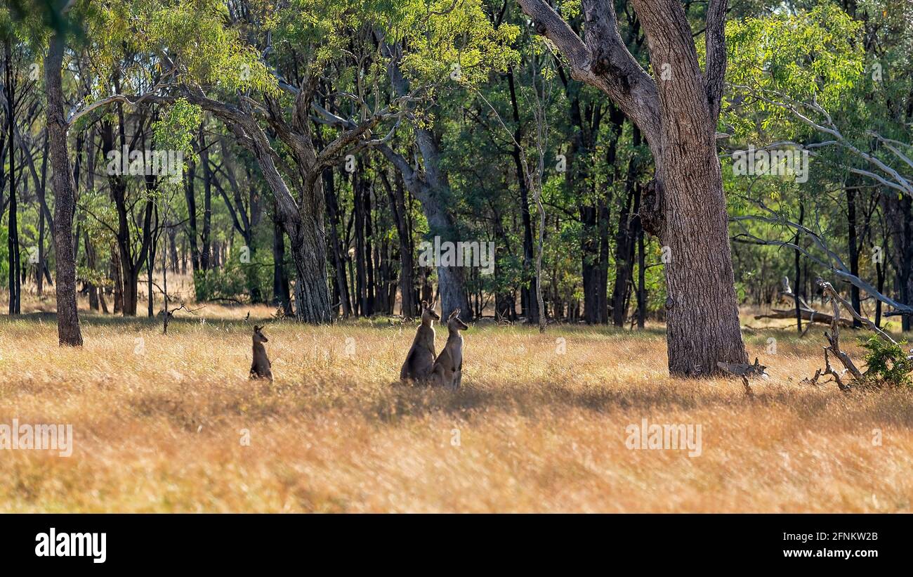 Three kangaroos standing to attention looking for danger amongst their ...