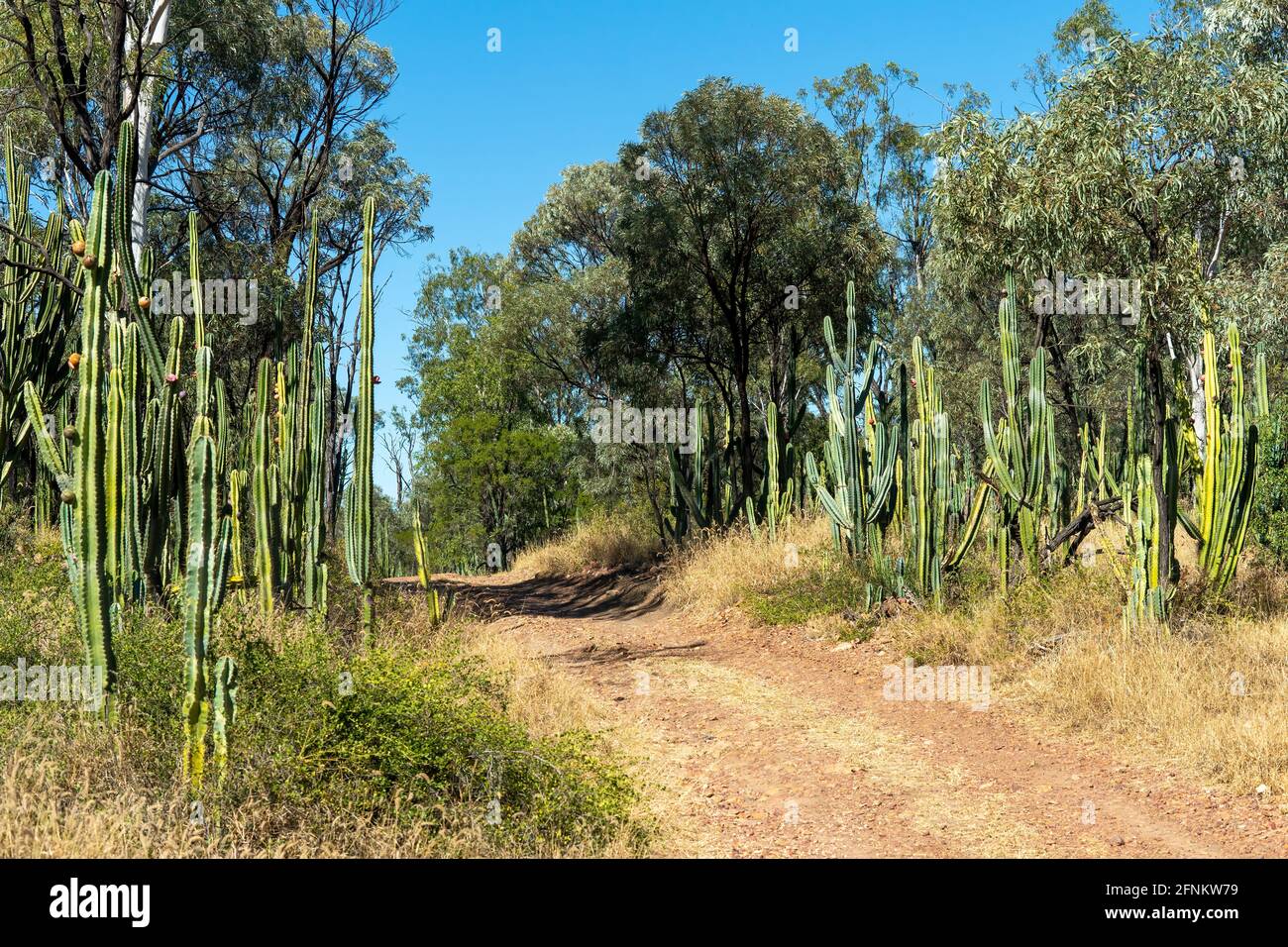 Track into a field of cacti growing wild amongst a bushland environment ...