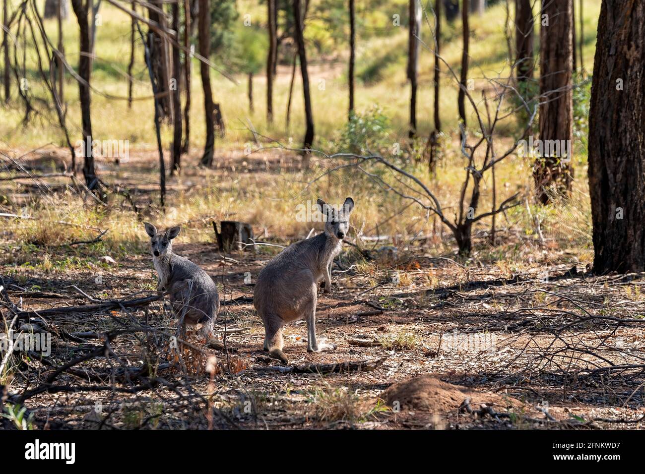 Two Australian kangaroos in their bushland environment Stock Photo - Alamy