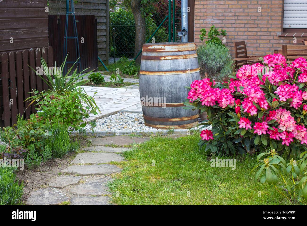 rustic garden - blooming pink rhododendron flowers Stock Photo - Alamy