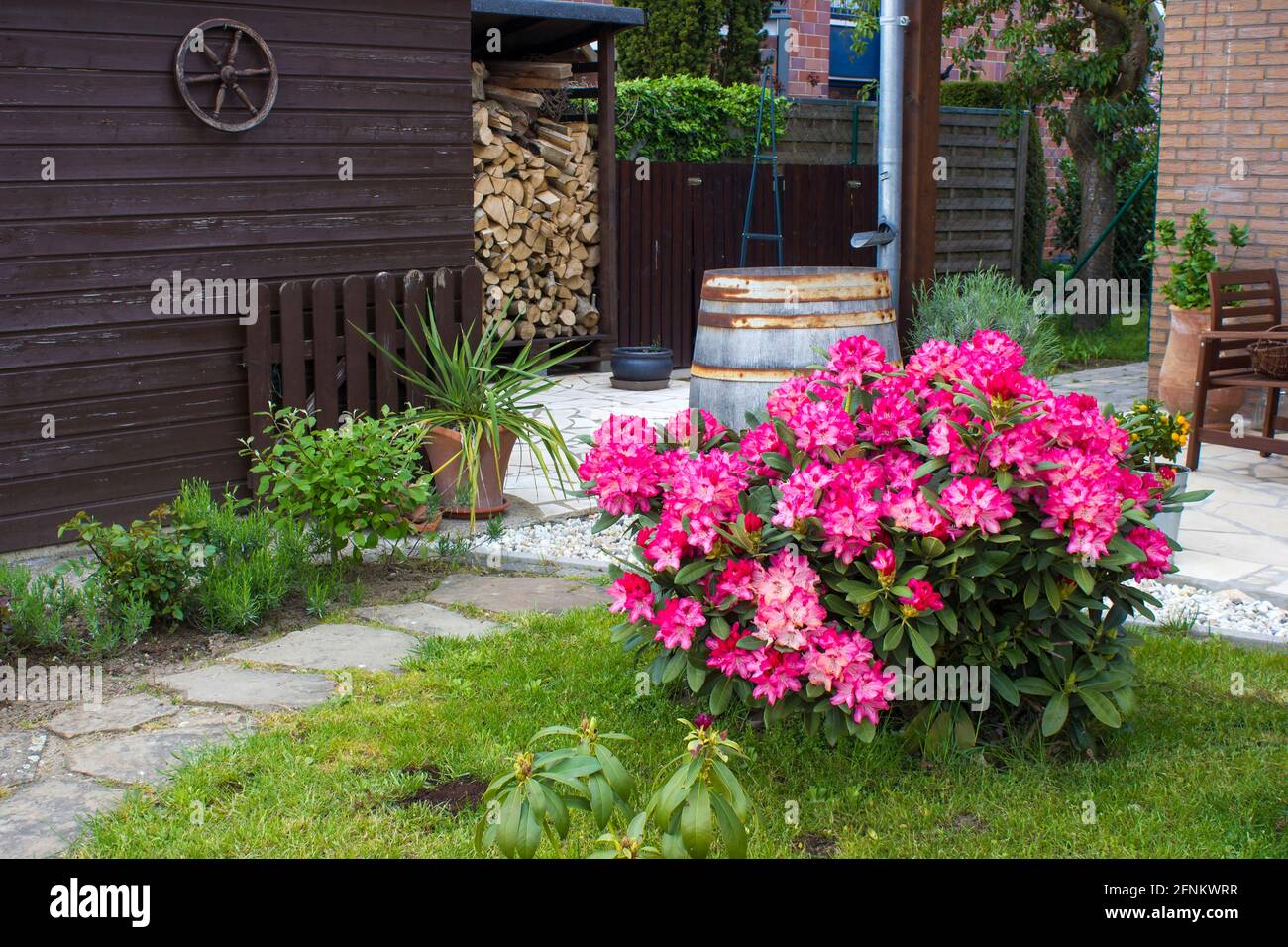 Rustic garden - blooming pink rhododendron flowers Stock Photo - Alamy