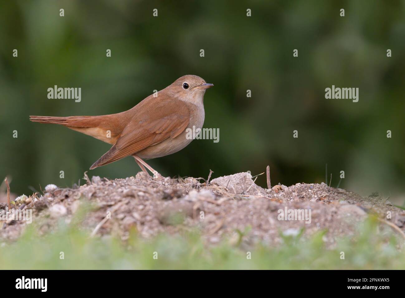 Western nightingale hi-res stock photography and images - Alamy