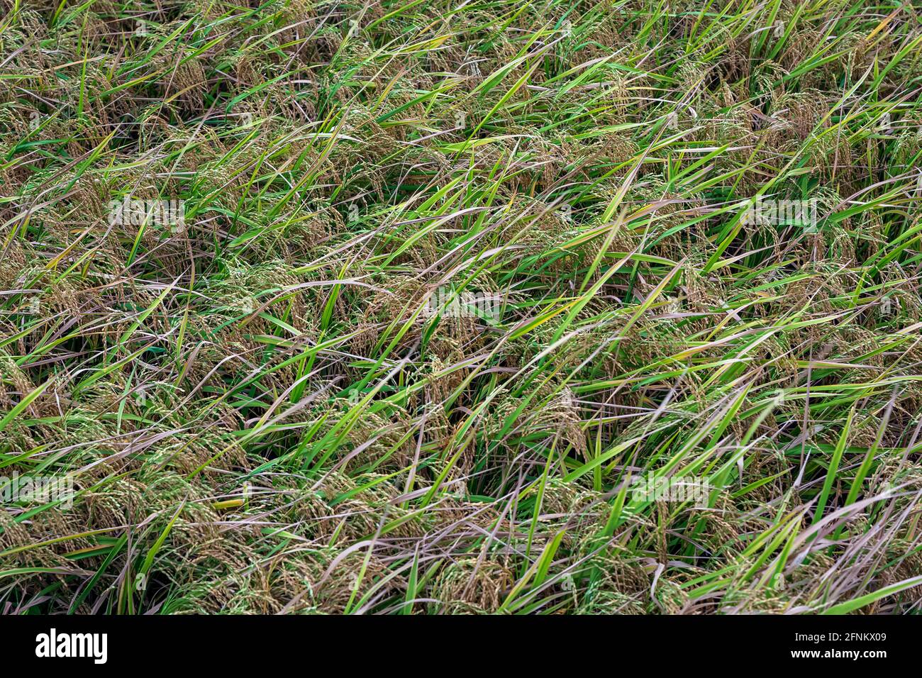 Ripe rice field on the farm ready for harvest Stock Photo - Alamy
