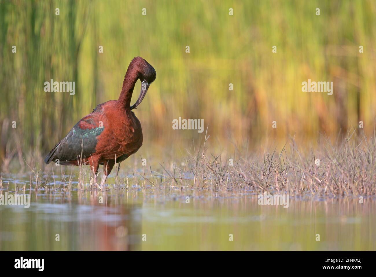 Glossy ibis, Rome, Italy, May 2021 Stock Photo - Alamy