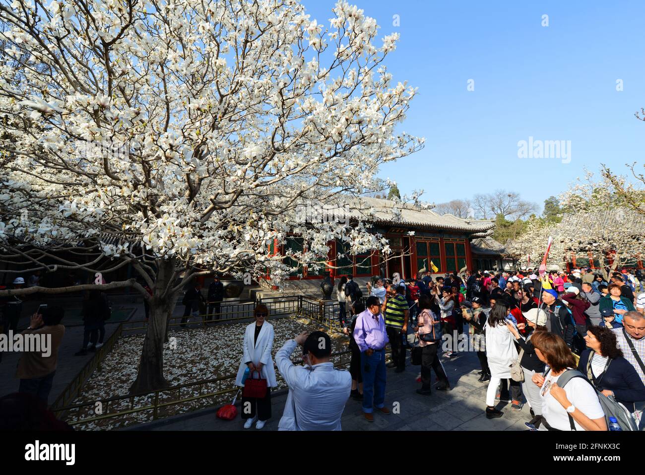 Beijing Summer Palace Spring High Resolution Stock Photography and ...