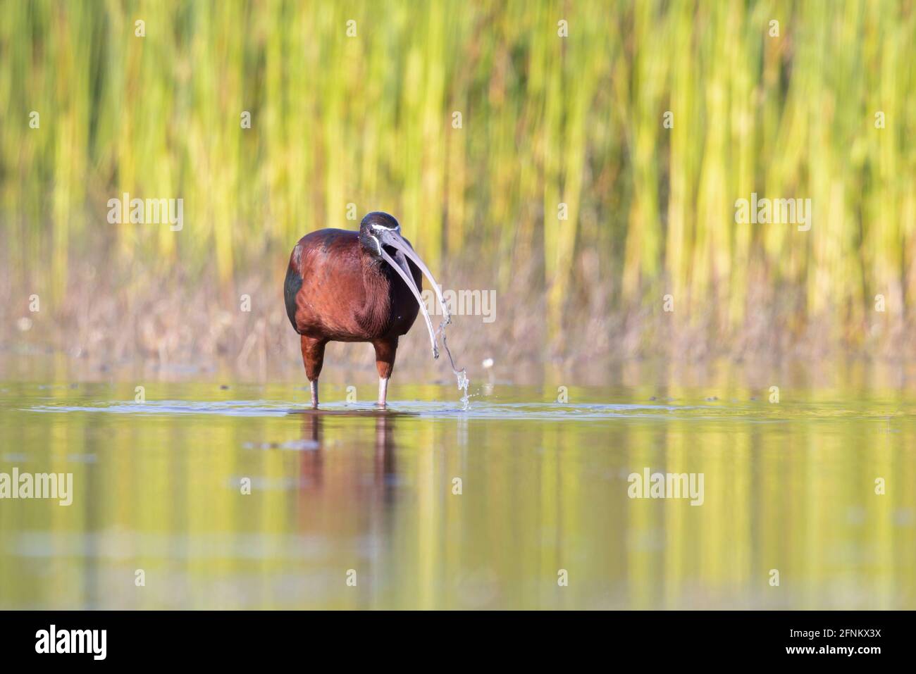 Glossy ibis, Rome, Italy, May 2021 Stock Photo - Alamy