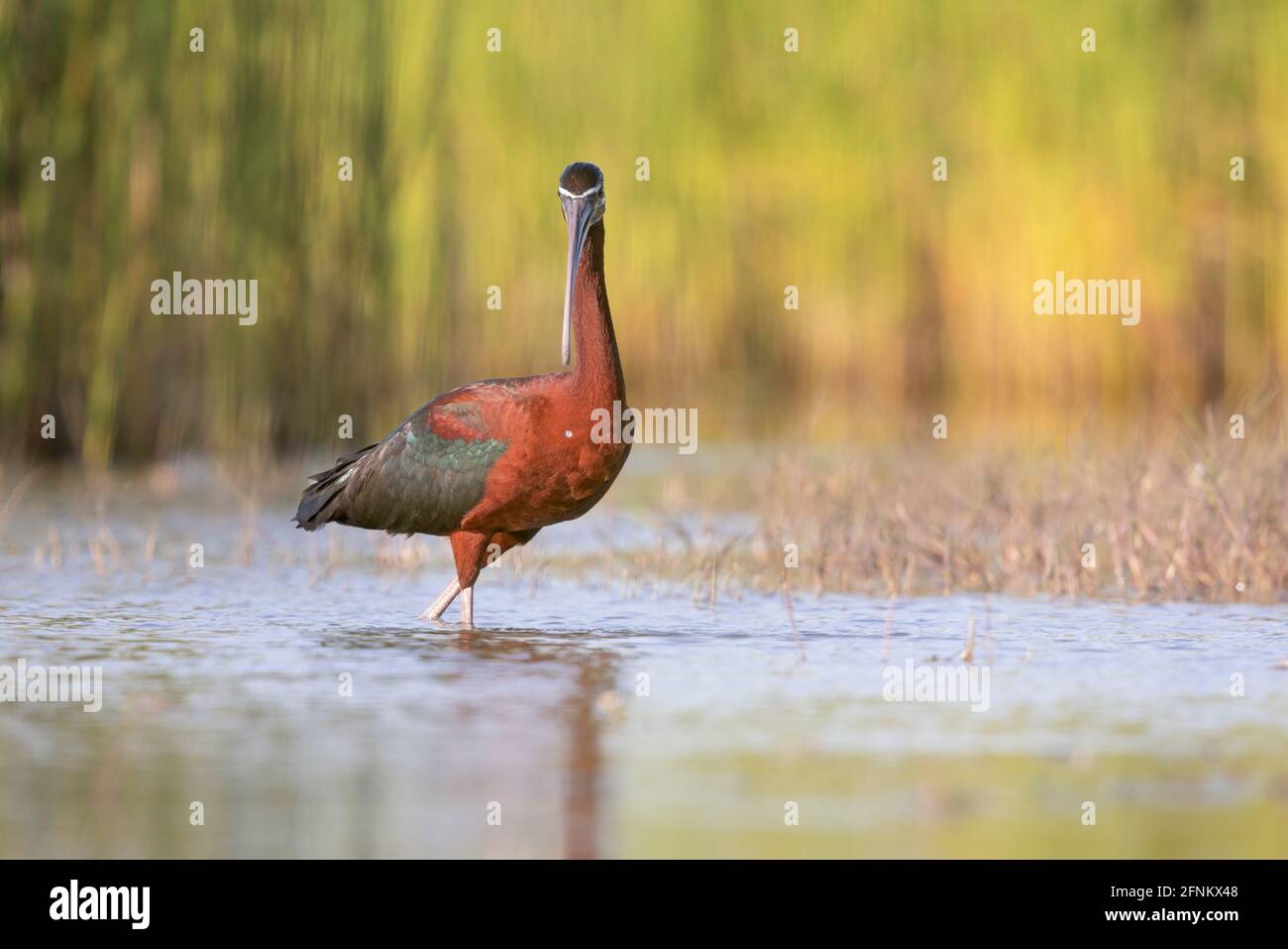 Glossy ibis, Rome, Italy, May 2021 Stock Photo - Alamy