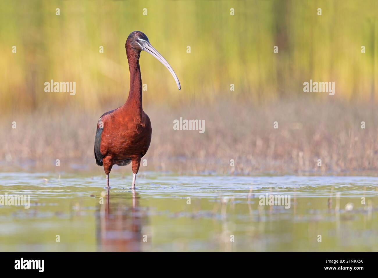 Glossy ibis, Rome, Italy, May 2021 Stock Photo - Alamy