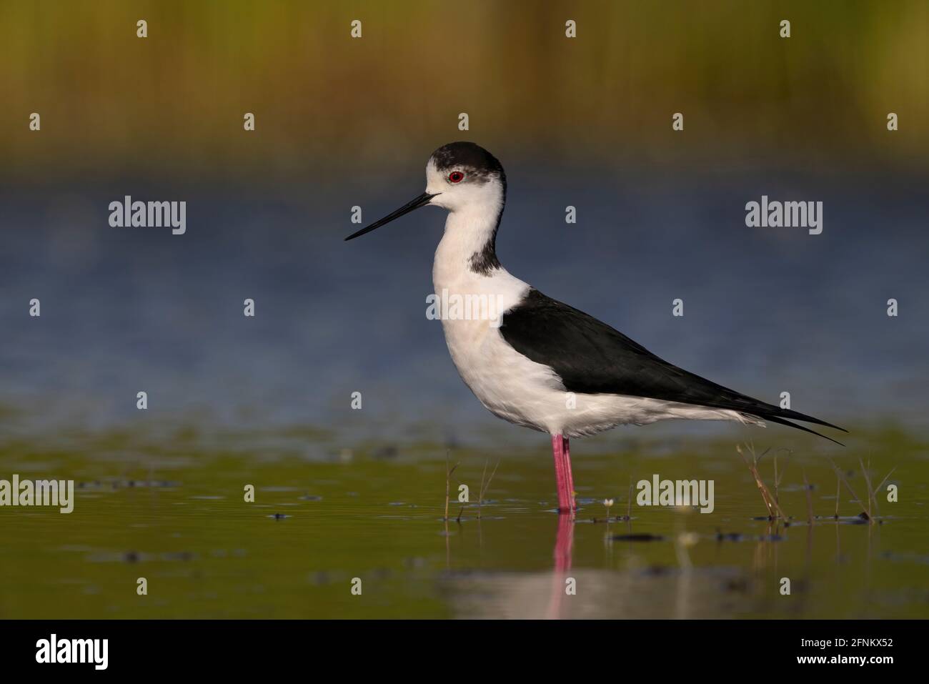 Black-winged stilt, Rome, Italy, 2021 Stock Photo - Alamy