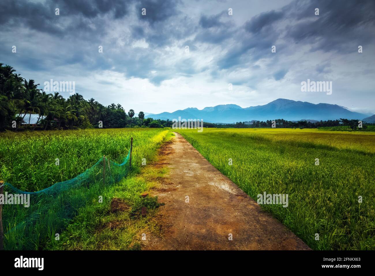 Beautiful landscape growing Paddy rice field with mountain and blue sky ...
