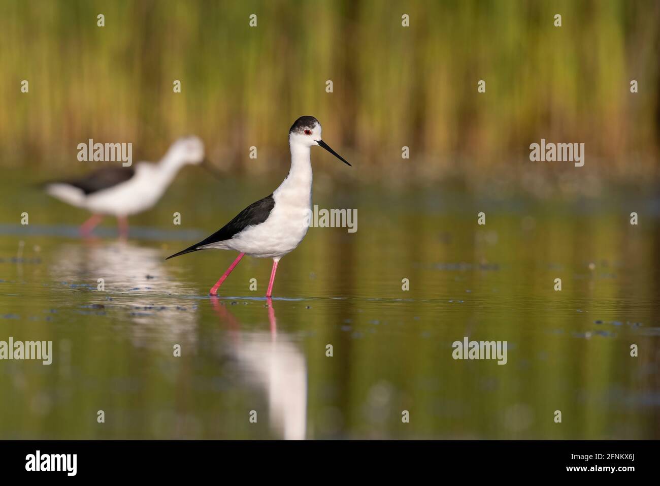 Black-winged stilt, Rome, Italy, 2021 Stock Photo - Alamy