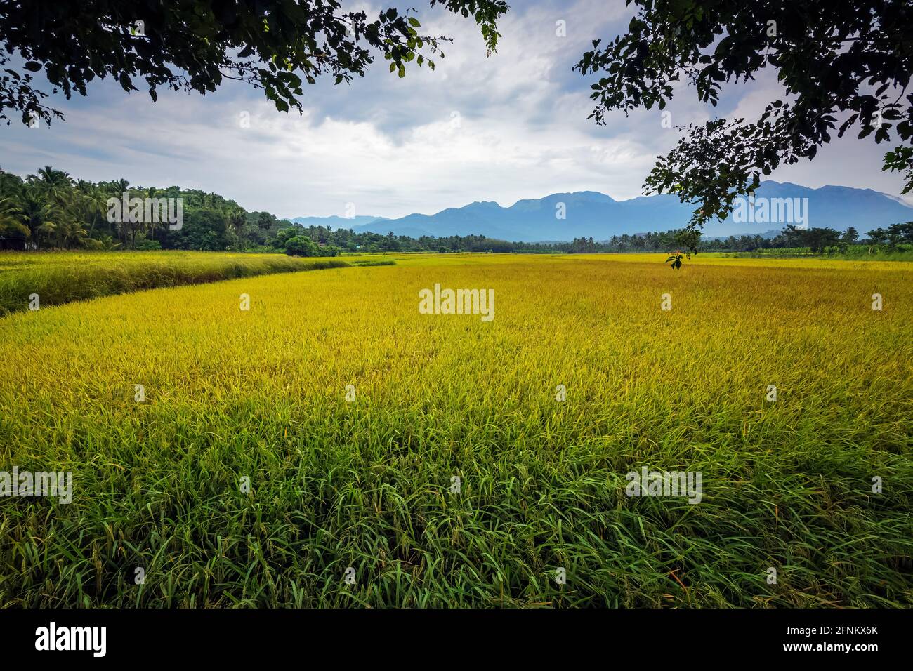Beautiful landscape growing Paddy rice field with mountain and blue sky ...