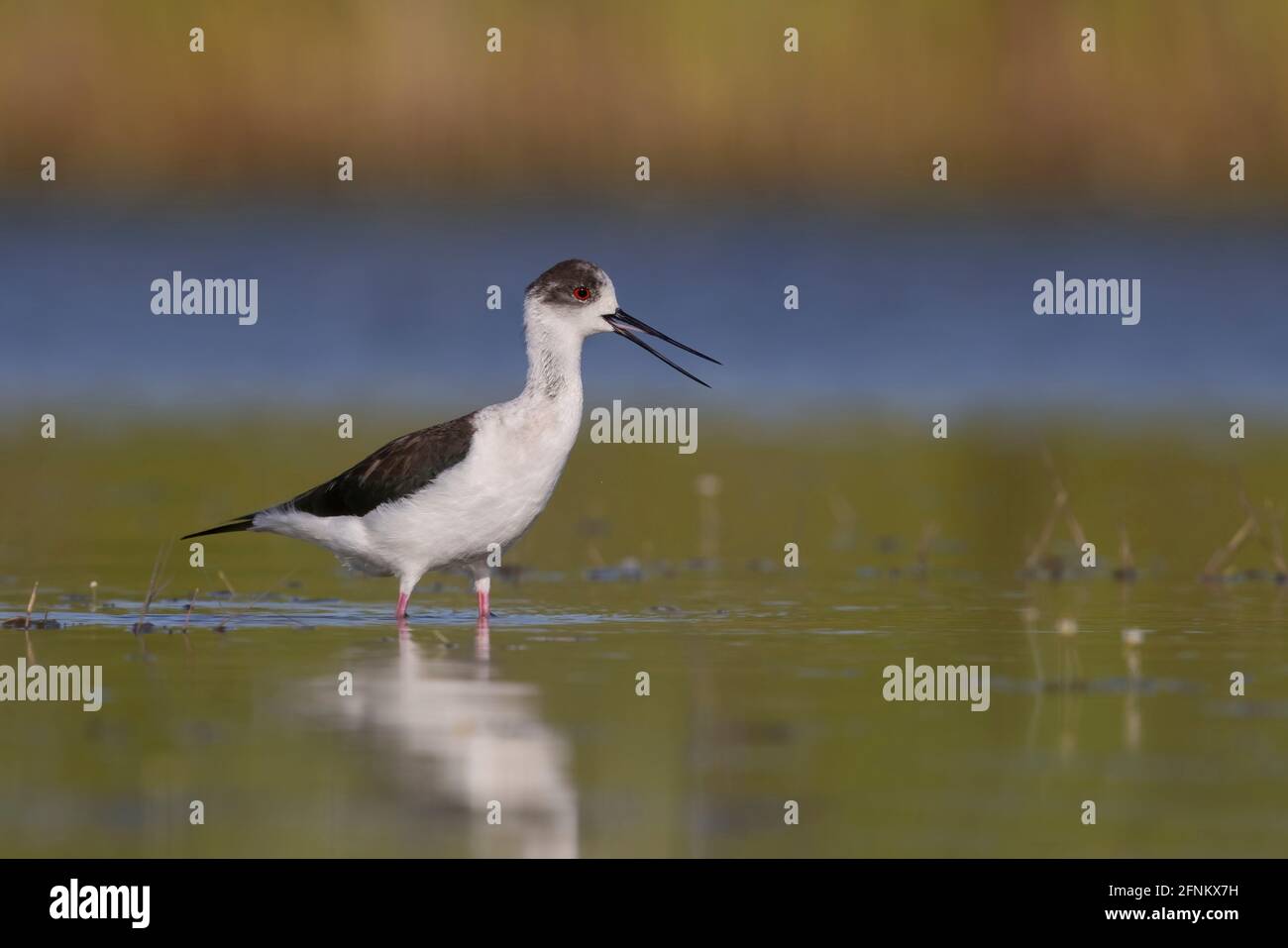 Black-winged stilt, Rome, Italy, 2021 Stock Photo - Alamy
