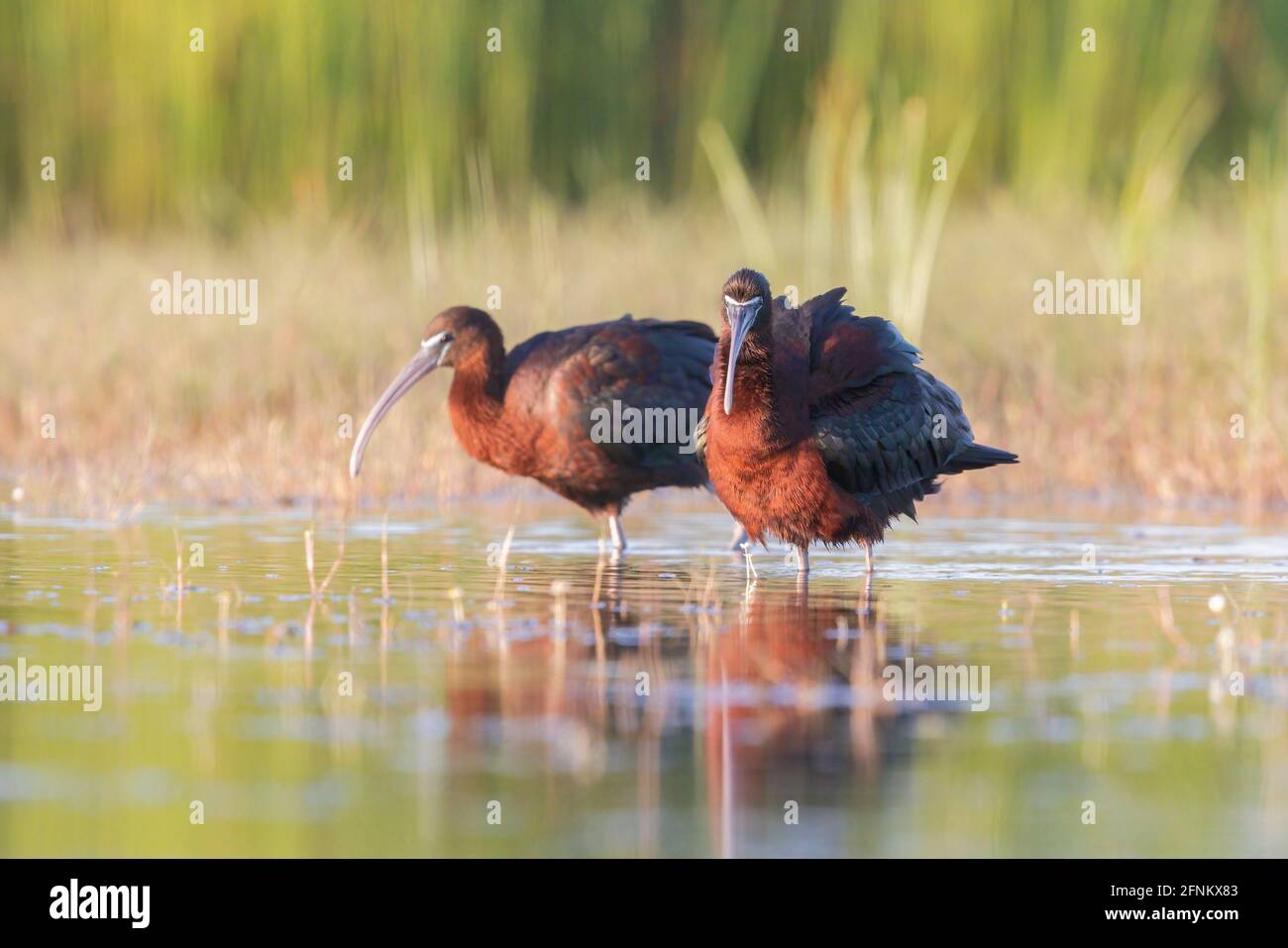 Glossy ibis europe hi-res stock photography and images - Alamy