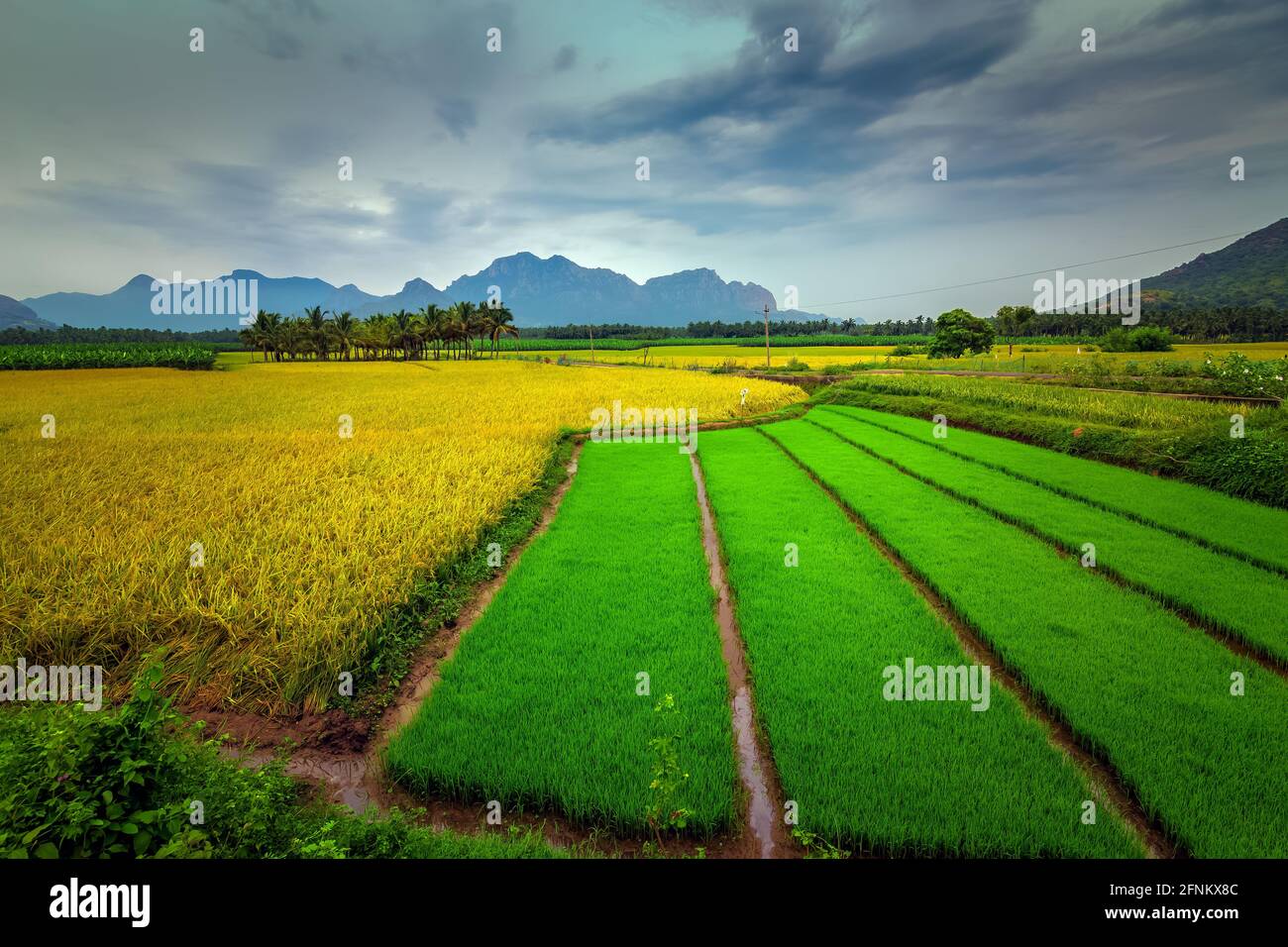 Beautiful landscape growing Paddy rice field with mountain and blue sky ...