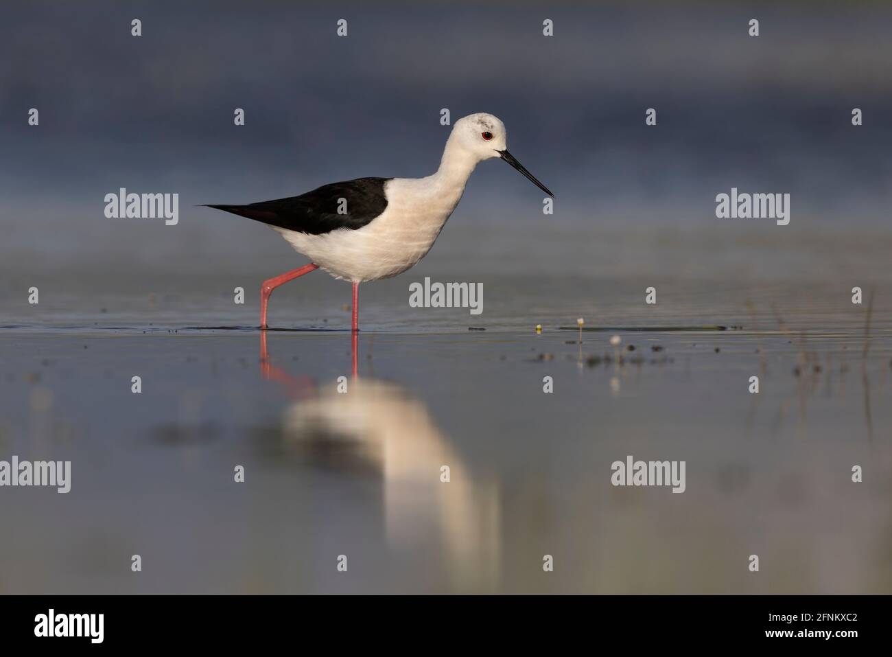 Black-winged stilt, Rome, Italy, 2021 Stock Photo - Alamy