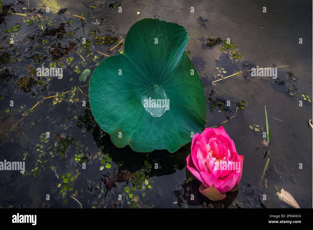 Lotus in the pond hi-res stock photography and images - Alamy