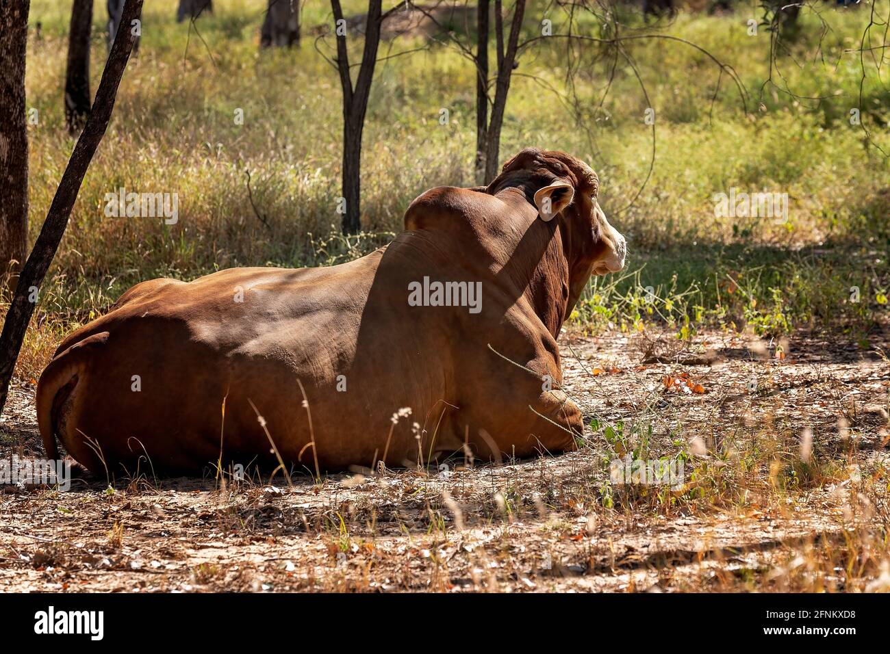 Brown cow peacefully grazing hi-res stock photography and images - Alamy