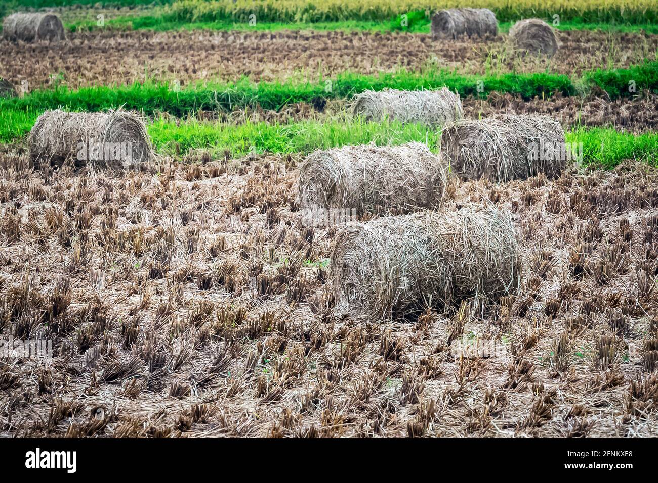 Tamilnadu agricultural land hi-res stock photography and images - Alamy