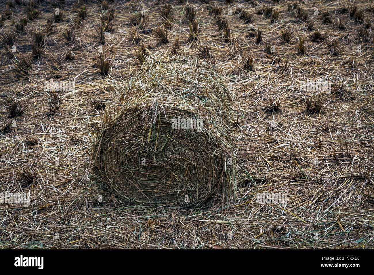 Agricultural field. Round bundles of dry grass in the field. Bales of ...