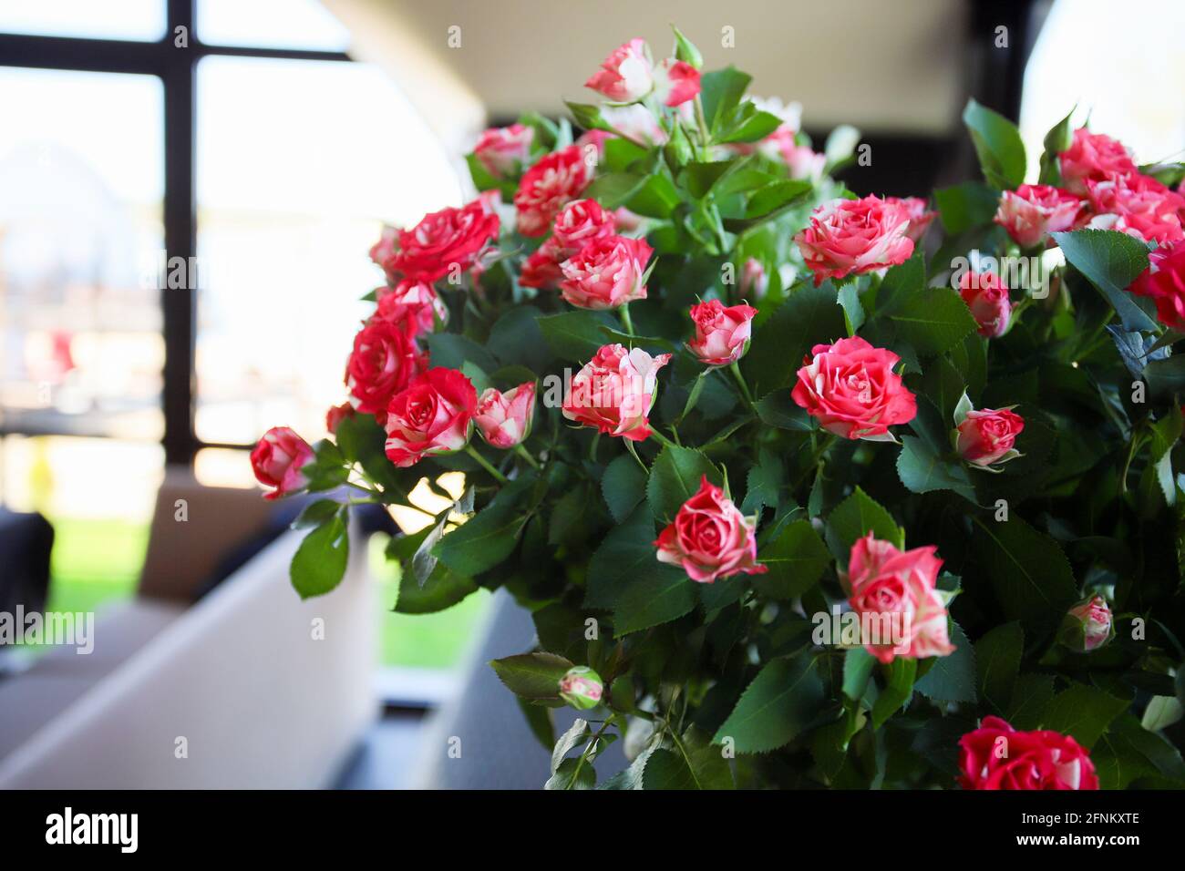 Small pink shrub roses in the vase opposite the window Stock Photo - Alamy