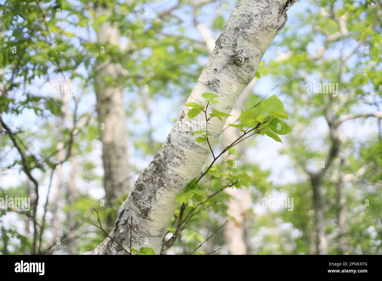 Gold birch hi-res stock photography and images - Alamy