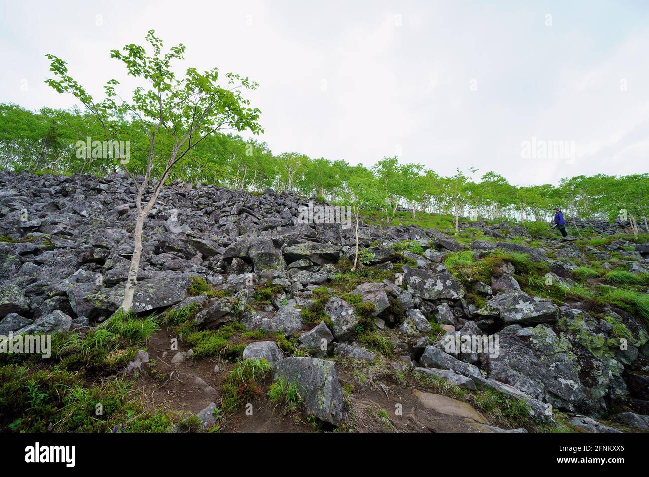 Scree plant hi-res stock photography and images - Alamy