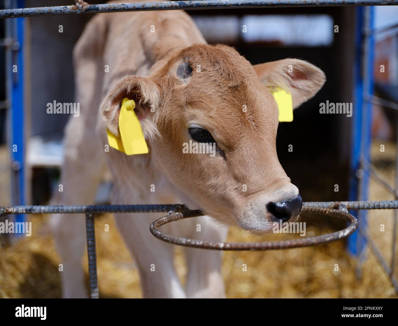 Calf of Brown Swiss Stock Photo - Alamy