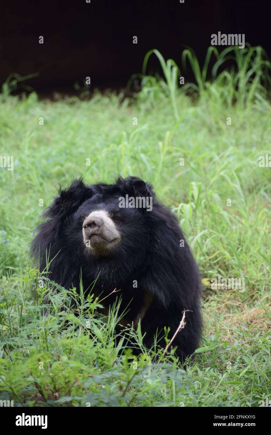 Indian black bear Stock Photo - Alamy