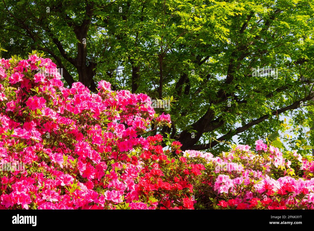 Kyushu azalea hi-res stock photography and images - Alamy