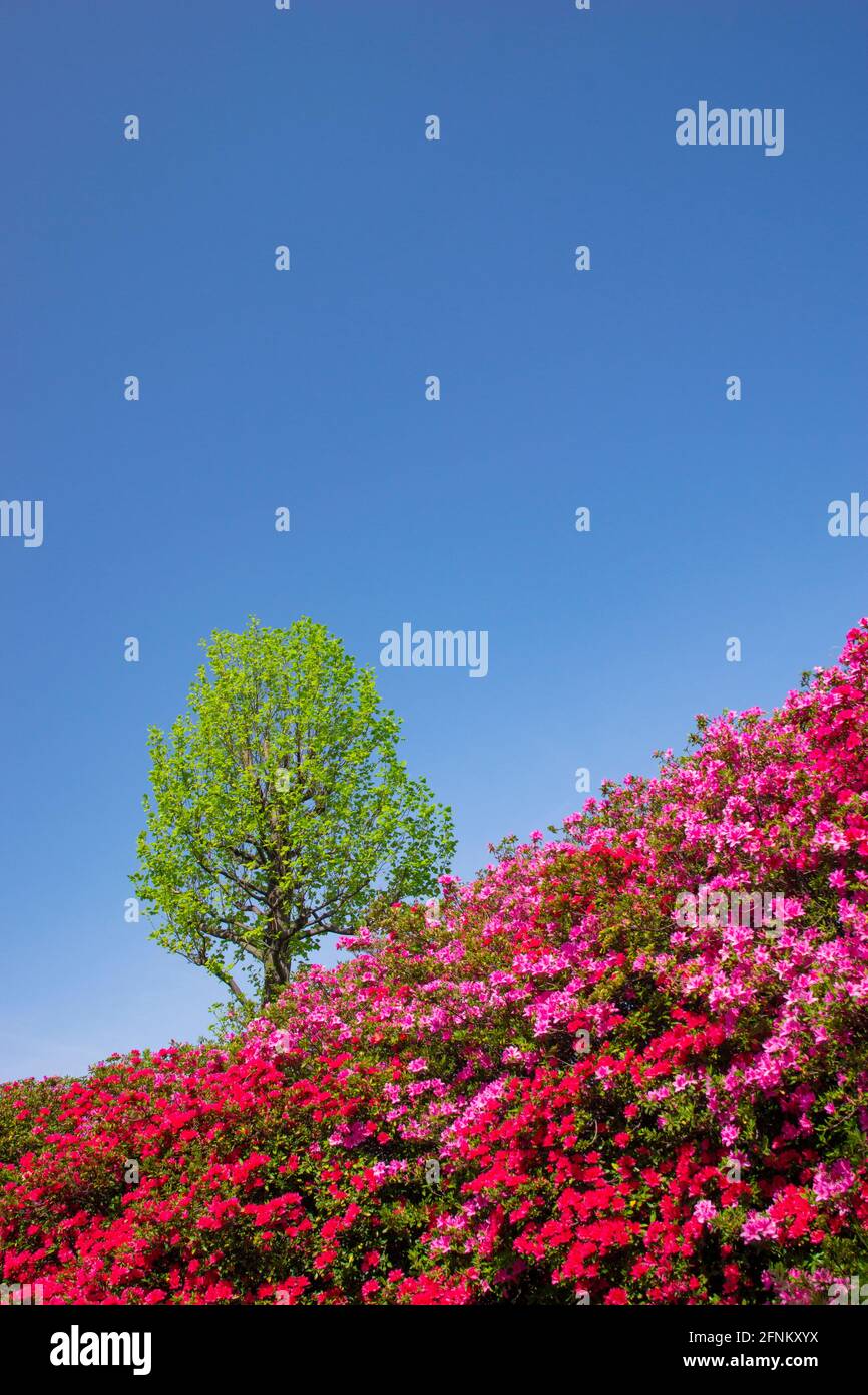 Kyushu azalea hi-res stock photography and images - Alamy