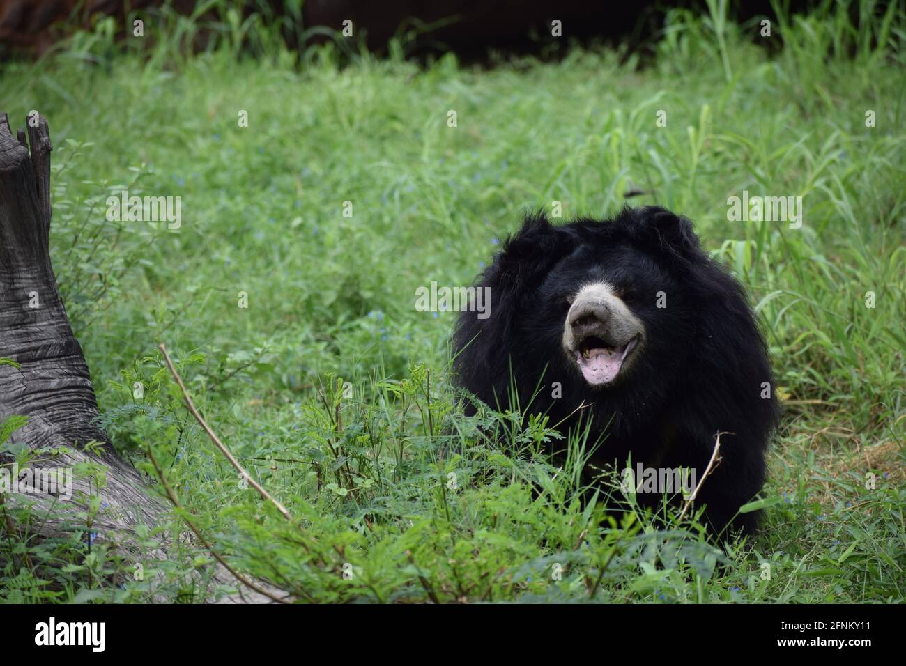Indian black bear Stock Photo - Alamy