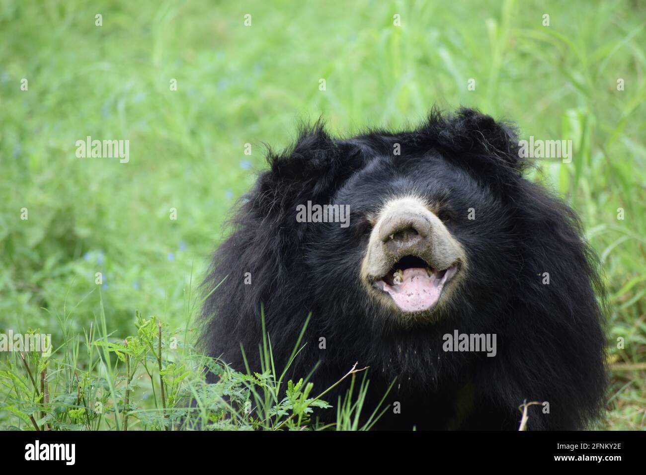 Indian black bear Stock Photo - Alamy