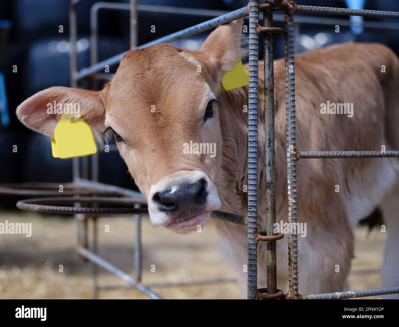 Calf of Brown Swiss Stock Photo - Alamy