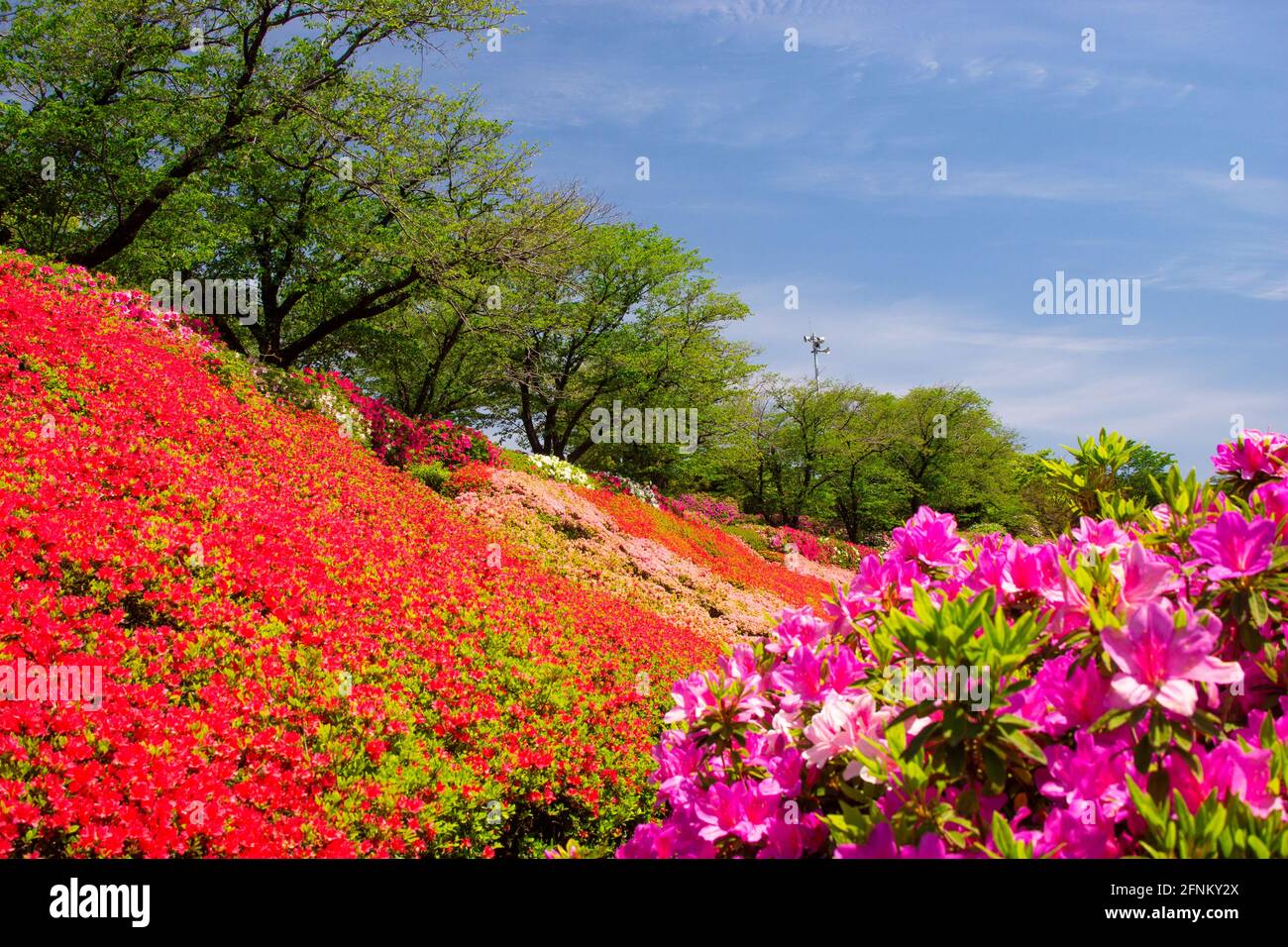 Kyushu azaleas hi-res stock photography and images - Alamy