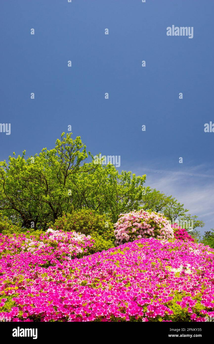 Kyushu azaleas hi-res stock photography and images - Alamy