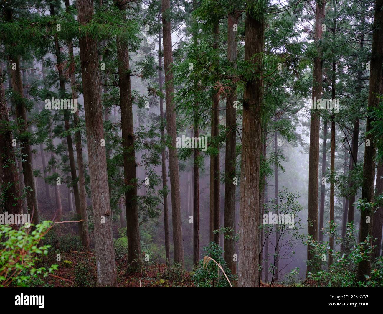 Cedar woods hi-res stock photography and images - Alamy