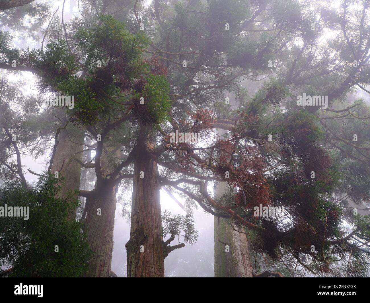 Japan cedar woods hi-res stock photography and images - Alamy