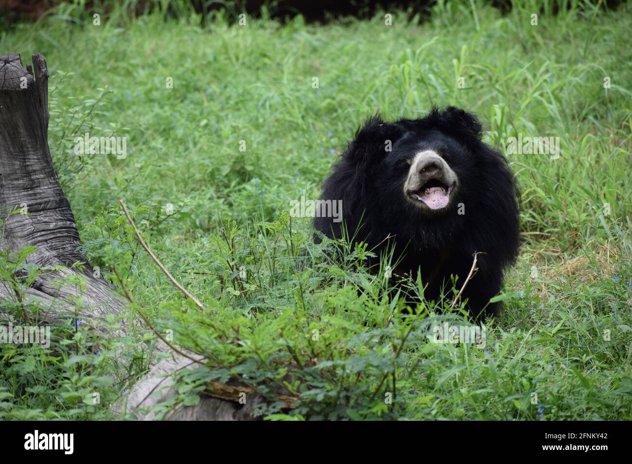 Indian black bear Stock Photo - Alamy