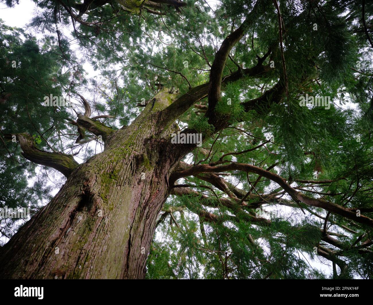 Big Tree of Japan Cedar Stock Photo - Alamy