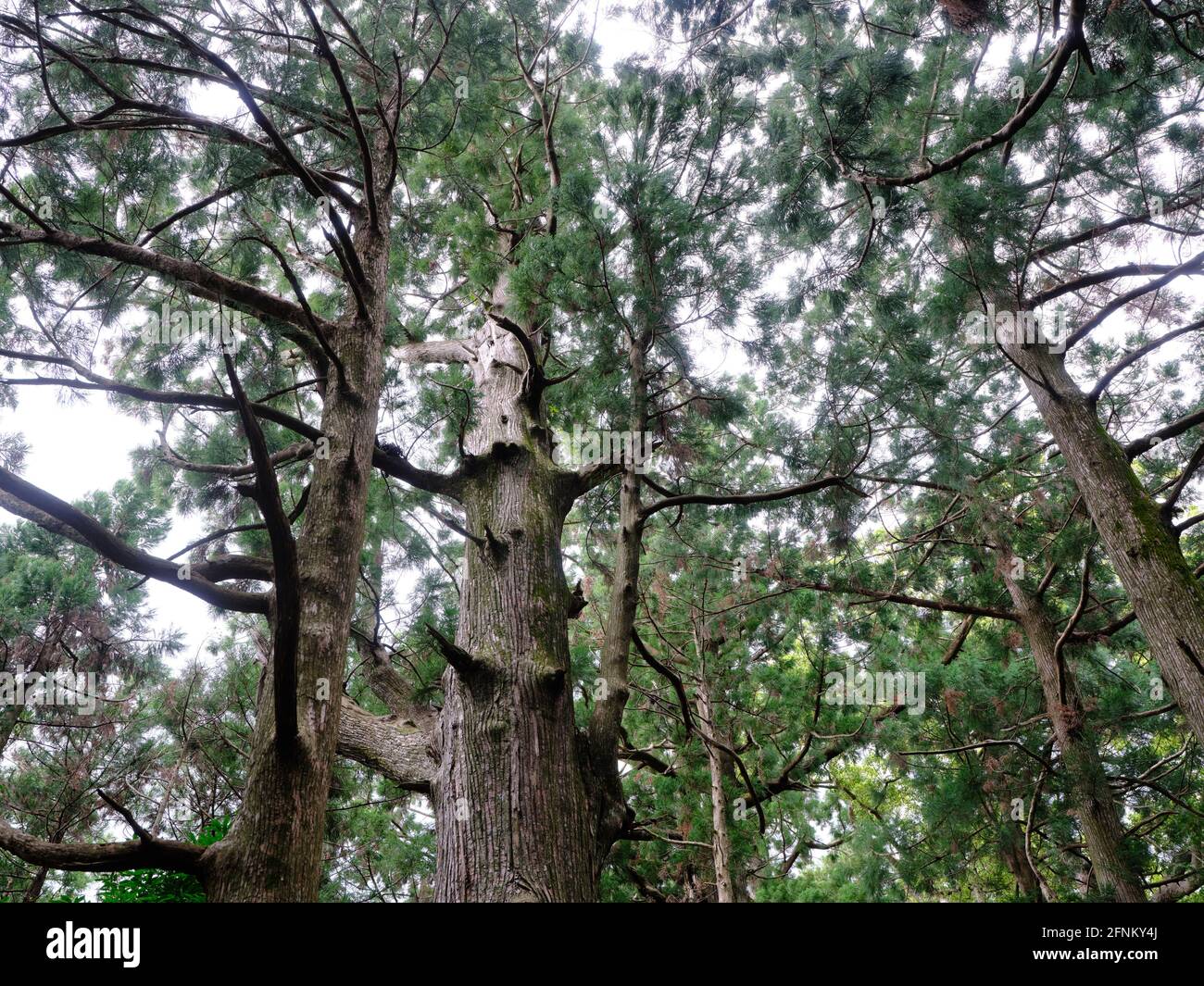 Big Tree of Japan Cedar Stock Photo - Alamy