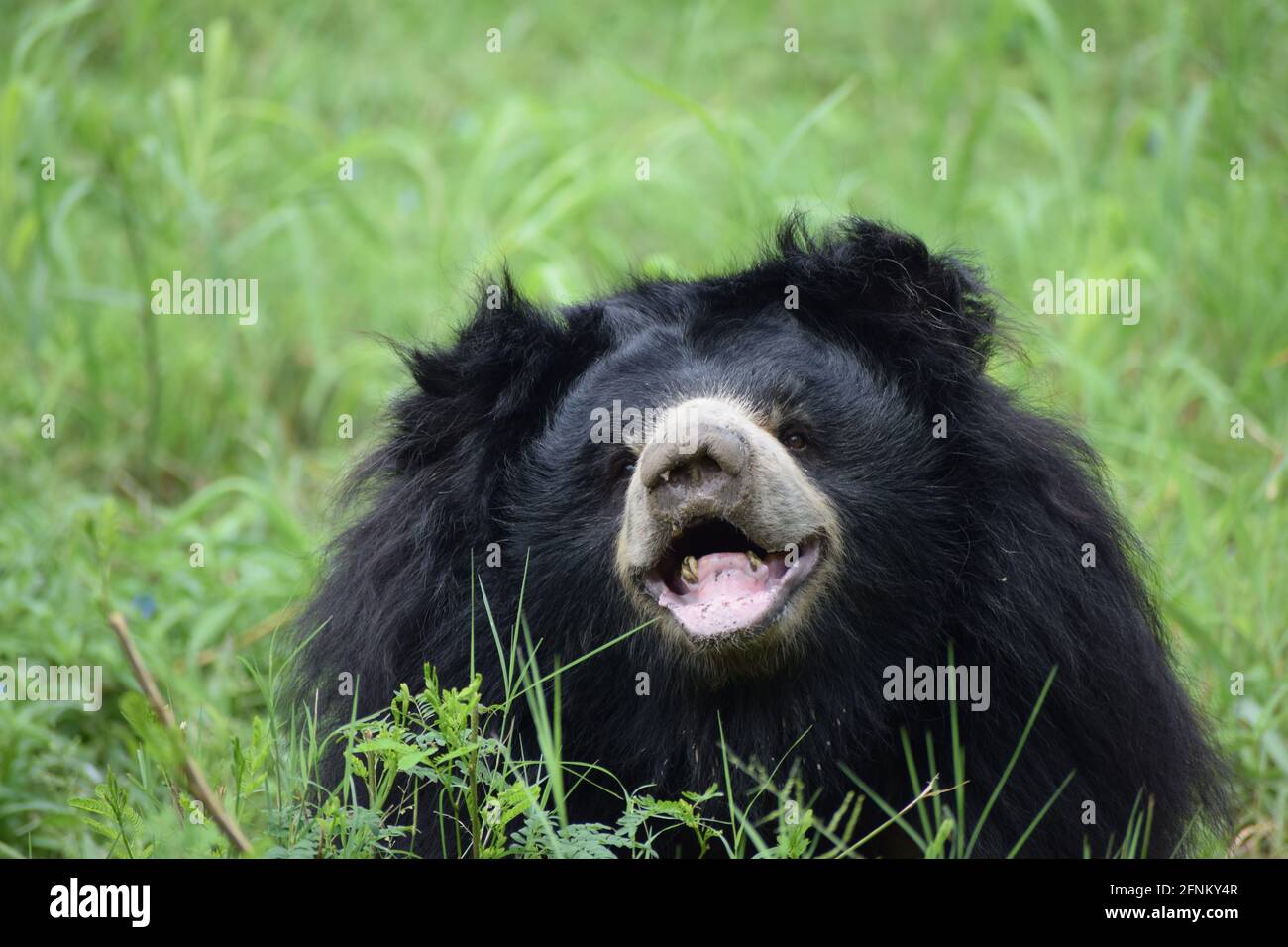 Indian black bear Stock Photo - Alamy