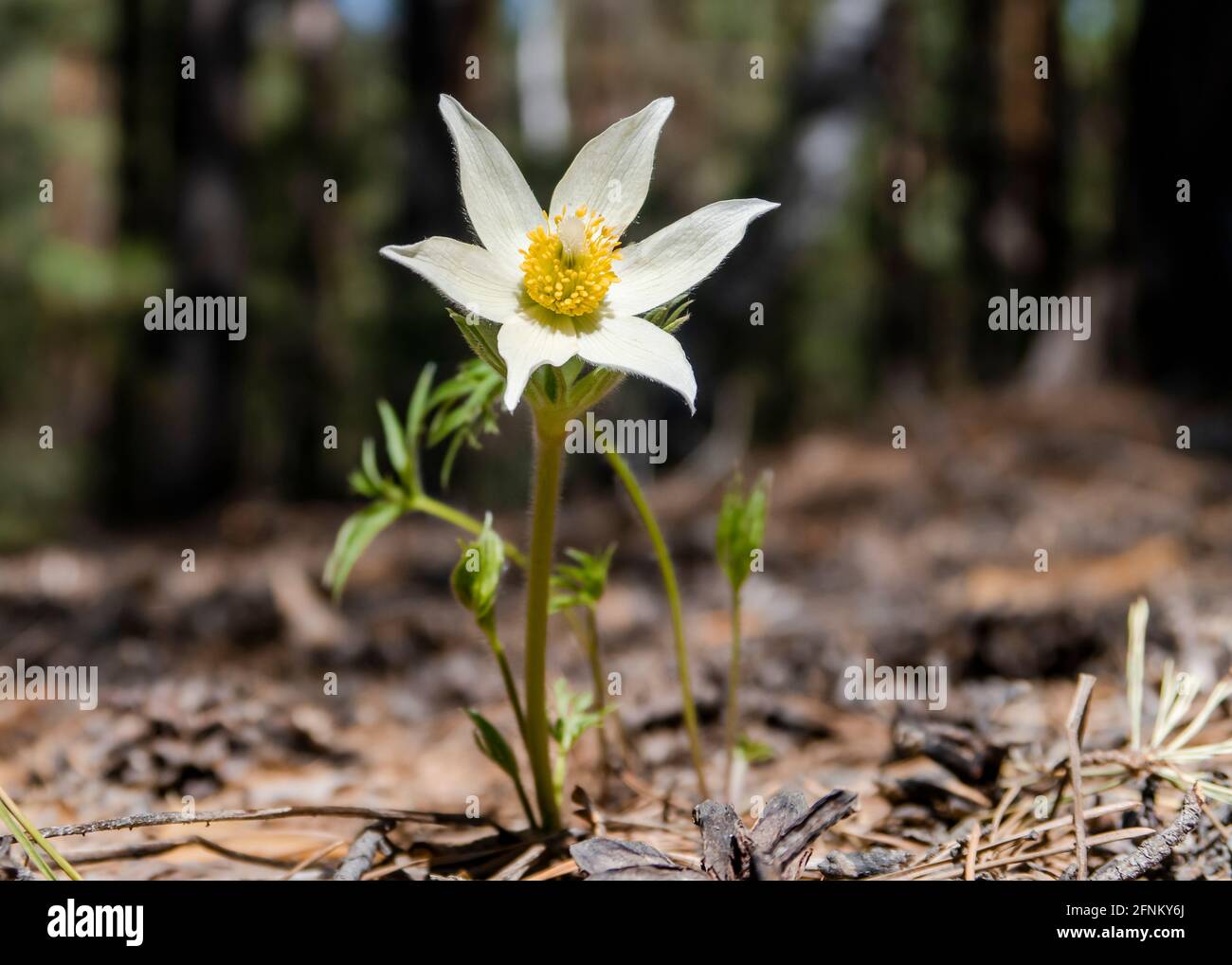 Anemone patens hi-res stock photography and images - Alamy